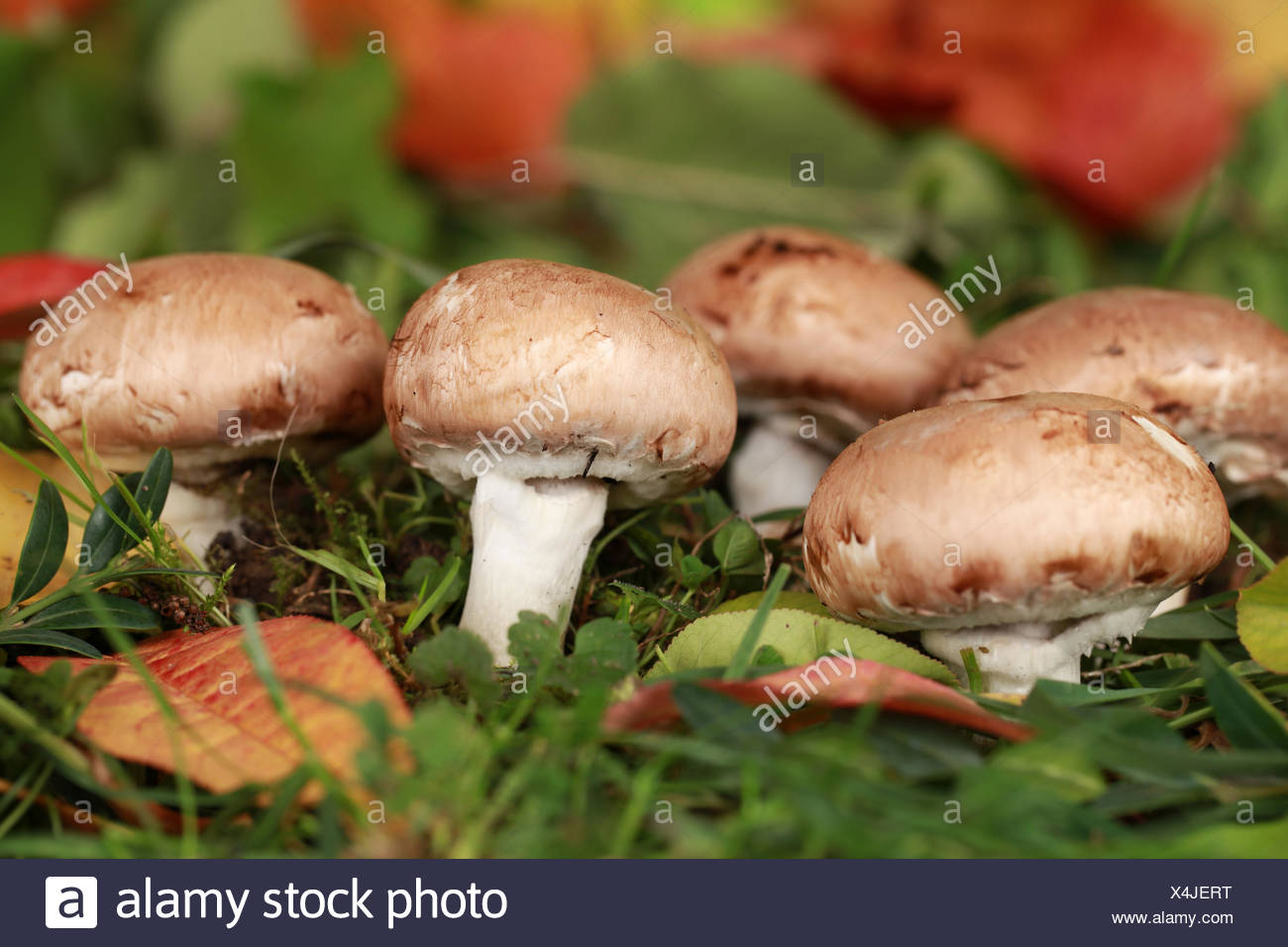 Wald Champignon Stockfotos und -bilder Kaufen - Alamy