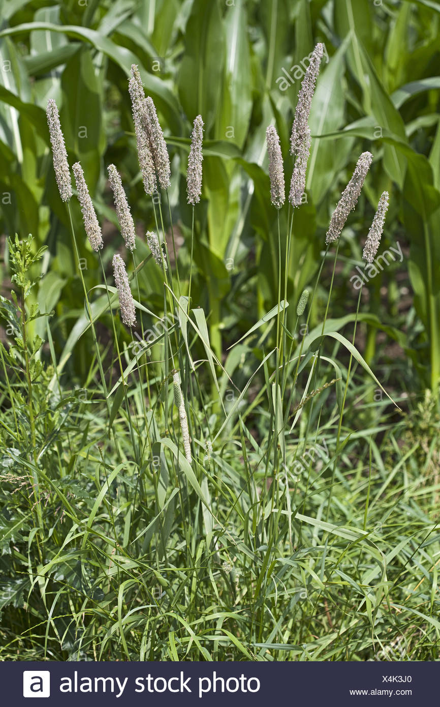 Wiesen Lieschgras Stockfotos & Wiesen Lieschgras Bilder - Alamy