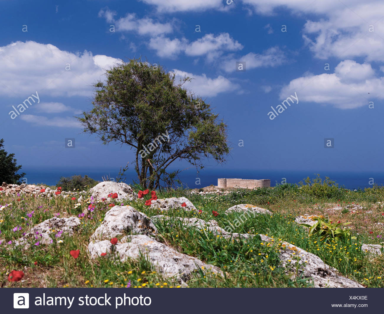 Flora Of Crete Stockfotos und -bilder Kaufen - Alamy
