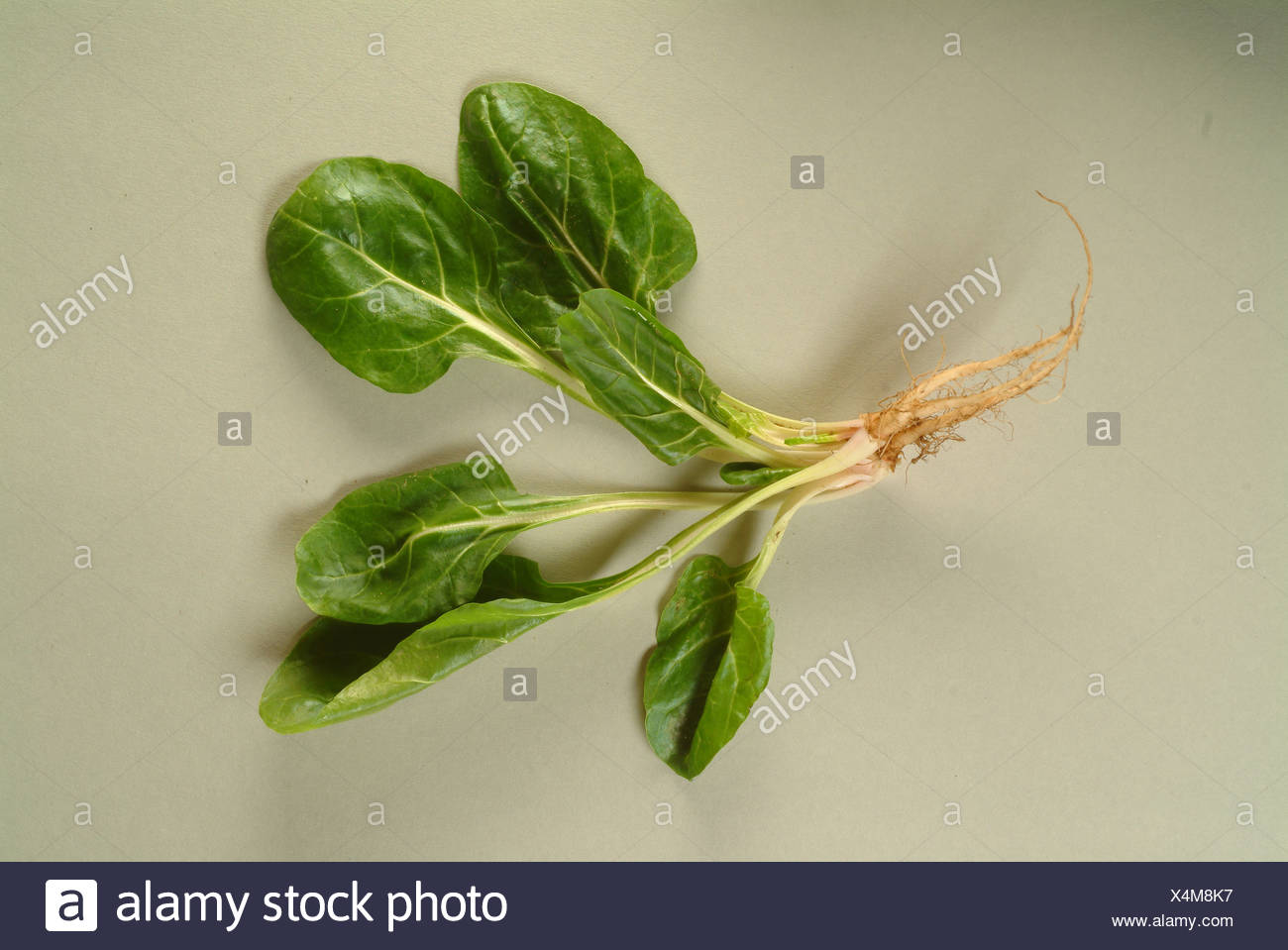 Mangold Wurzel Stockfotos und -bilder Kaufen - Alamy