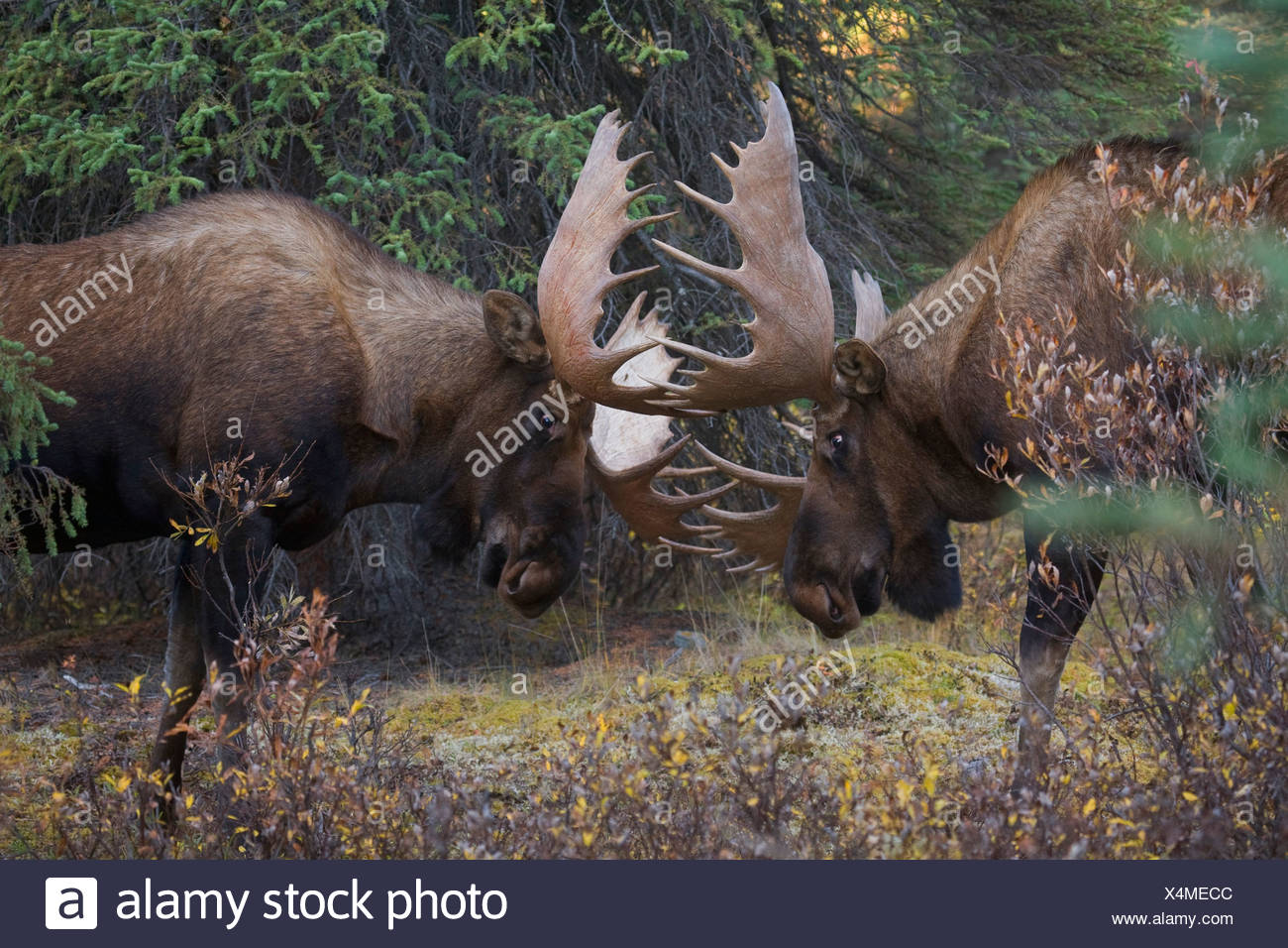 Dominante Bullen Stockfotos und -bilder Kaufen - Alamy