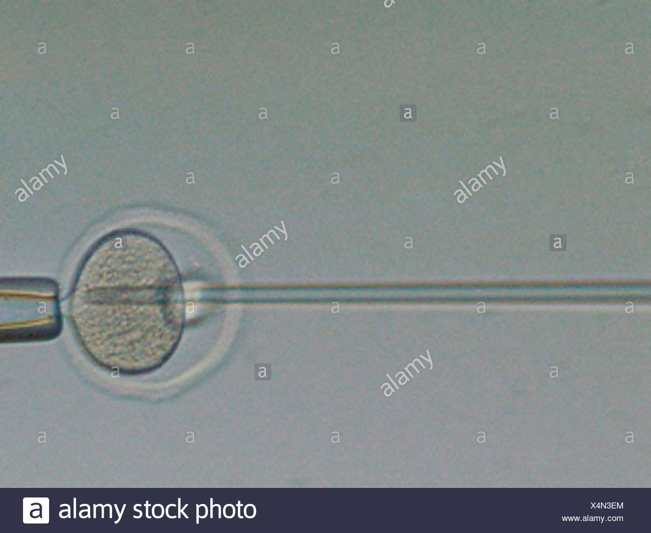 Befruchtung Eizelle Stockfotos und -bilder Kaufen - Alamy