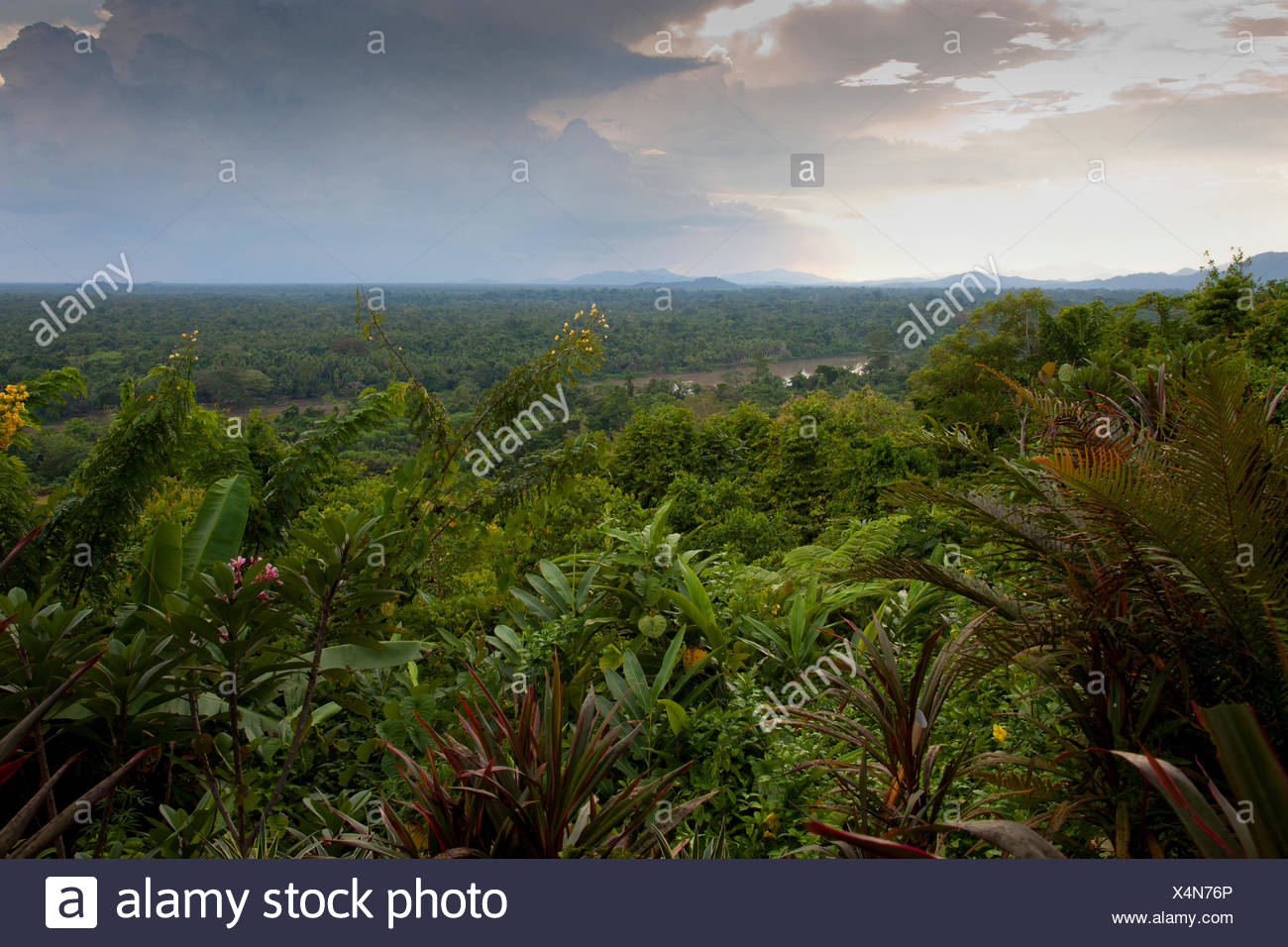 Papua New Guinea Jungle Stockfotos und -bilder Kaufen - Alamy
