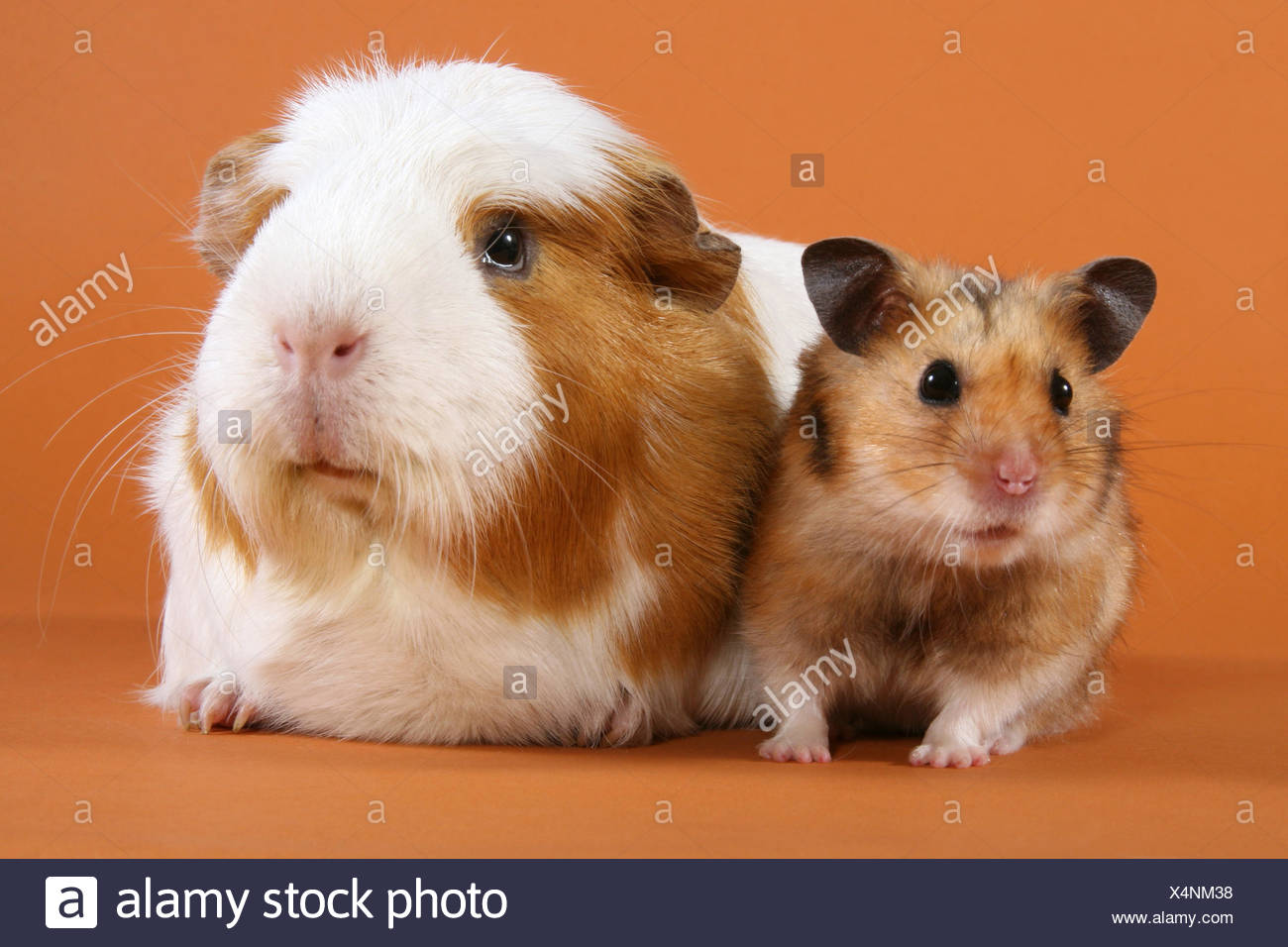 Meerschweinchen Oder Hamster