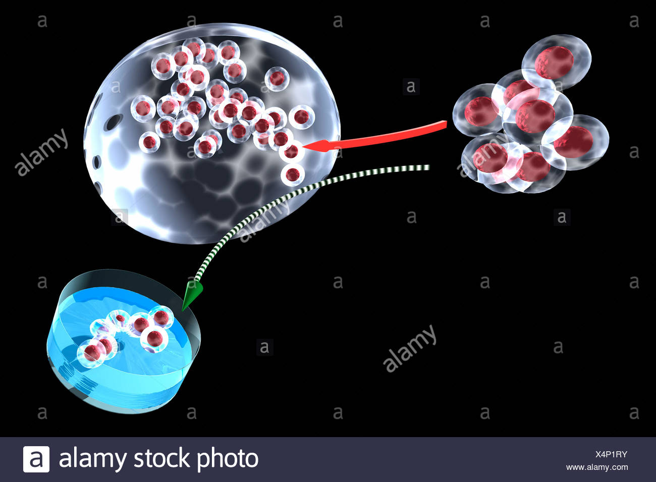 Therapeutisches Klonen Stockfotos und -bilder Kaufen - Alamy