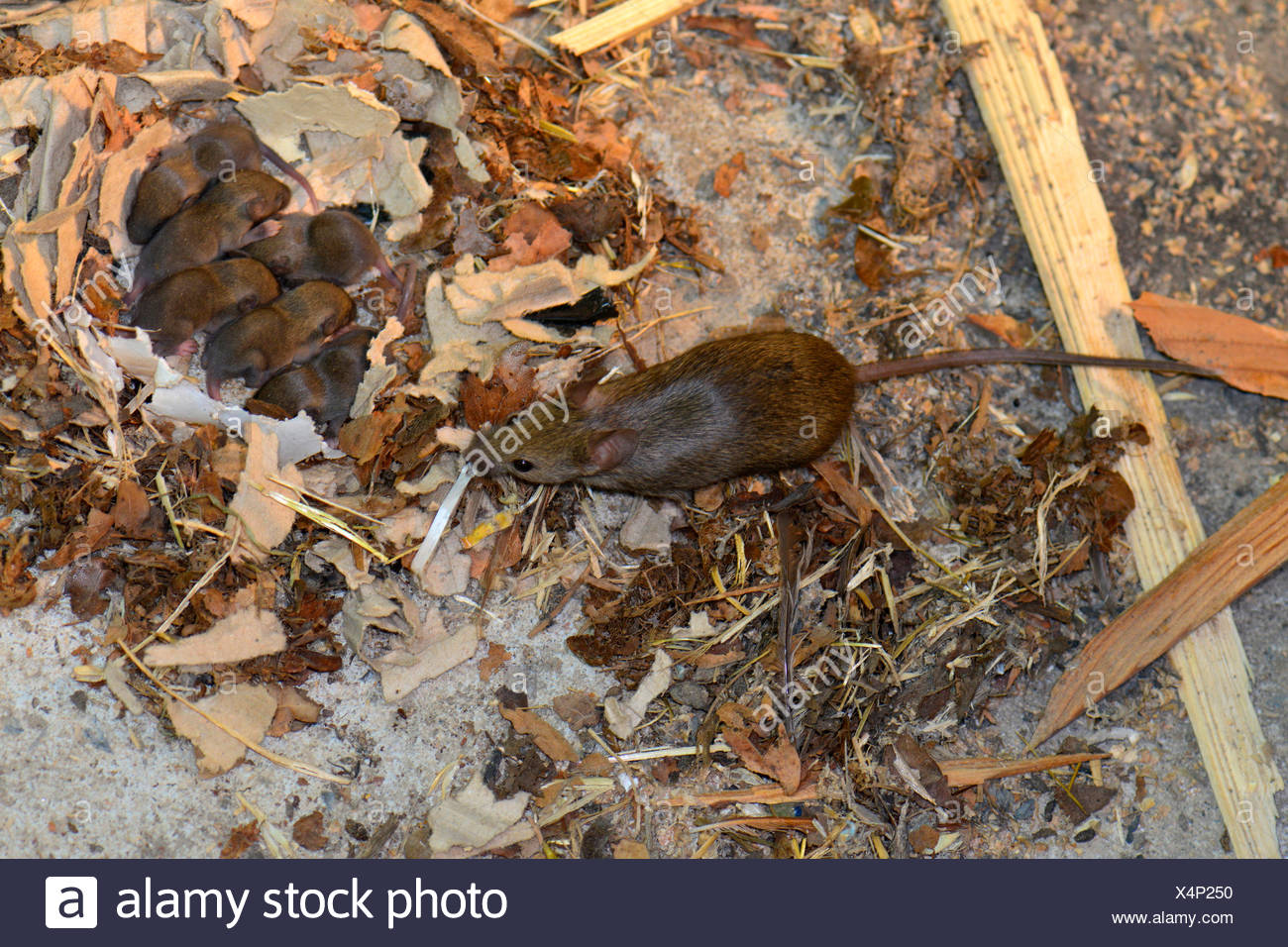 Baby Mice In Nest Stockfotos und -bilder Kaufen - Alamy
