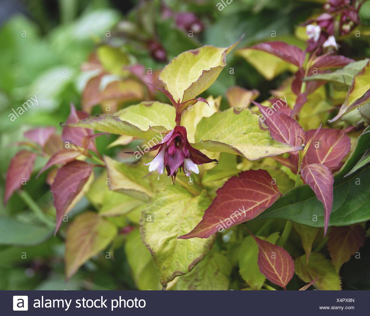 Blühende Muskatnuss Stockfotos & Blühende Muskatnuss Bilder - Alamy