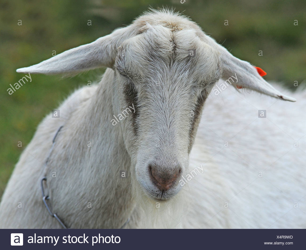 Kopf Der Ziege Stockfotos und -bilder Kaufen - Alamy