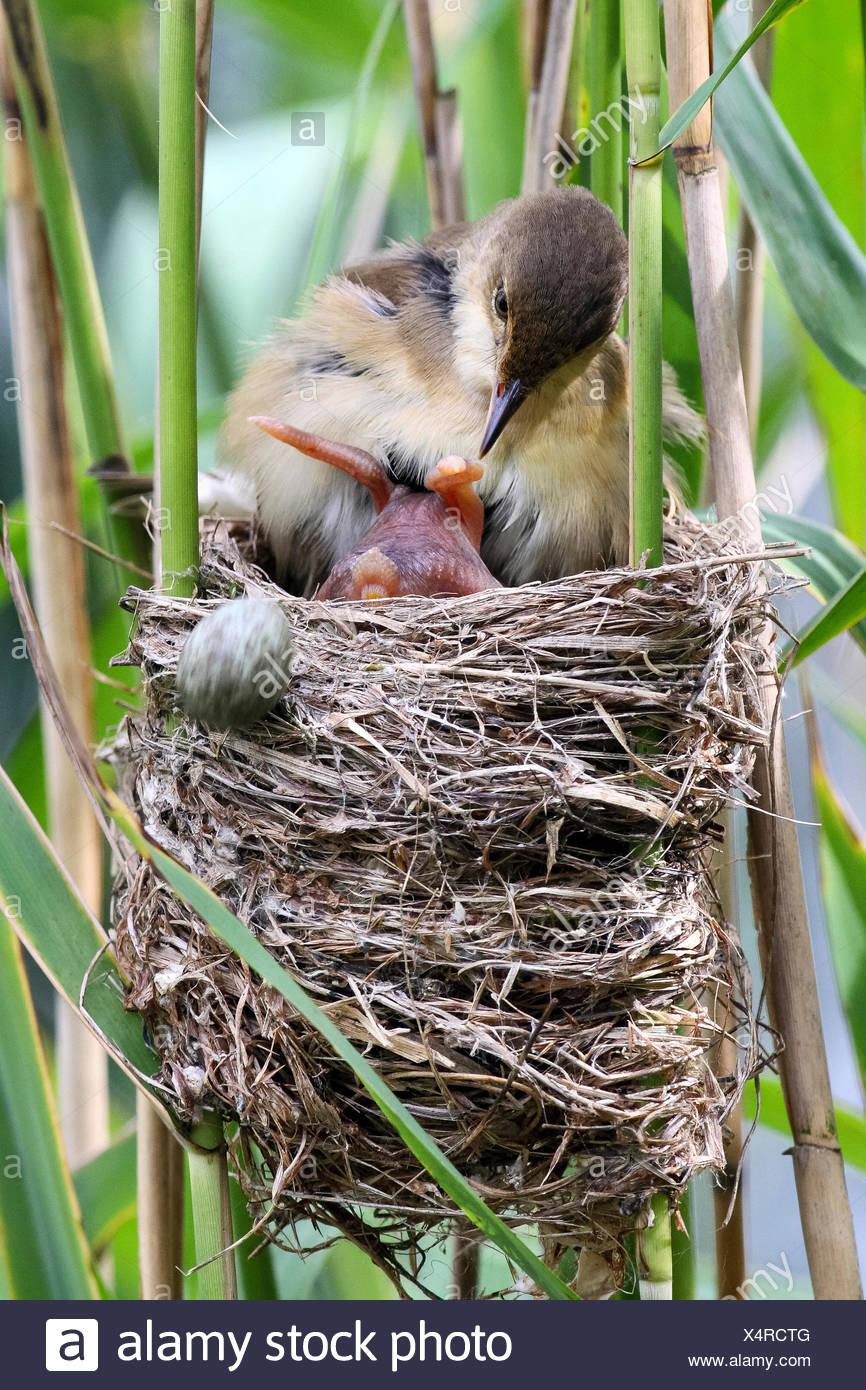 Cuckoo Eggs European Stockfotos & Cuckoo Eggs European Bilder - Alamy