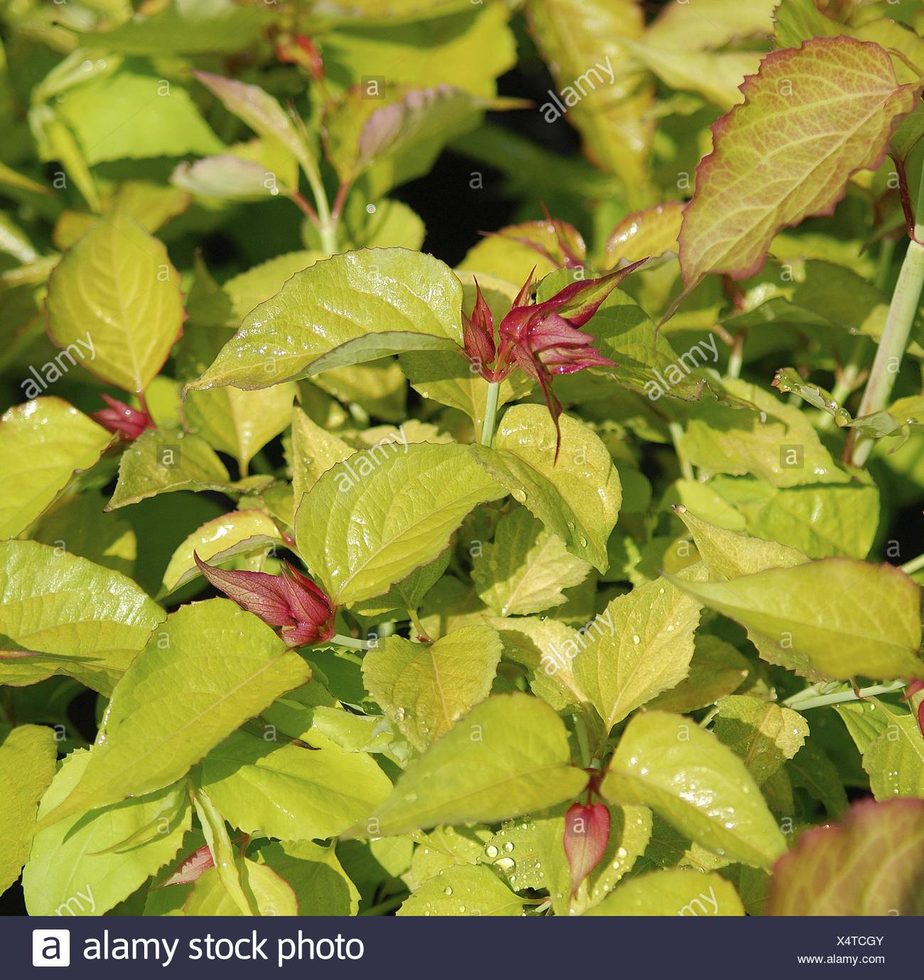 Blühende Muskatnuss Stockfotos & Blühende Muskatnuss Bilder - Alamy