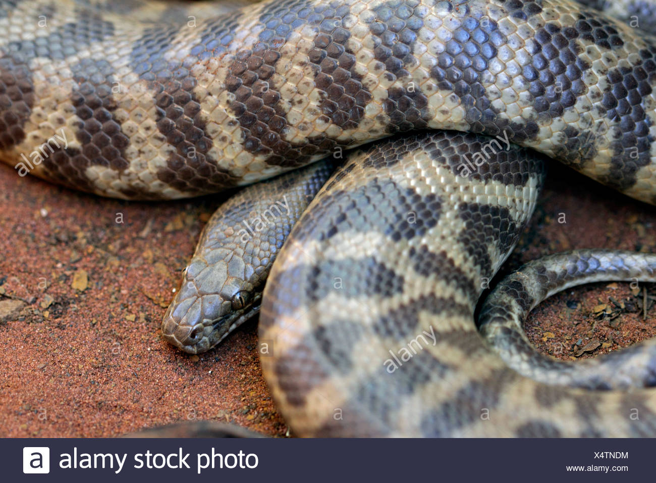 Ground Python Stockfotos und -bilder Kaufen - Alamy
