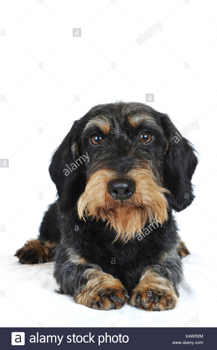 German Hunting Dog Stockfotos und -bilder Kaufen - Alamy