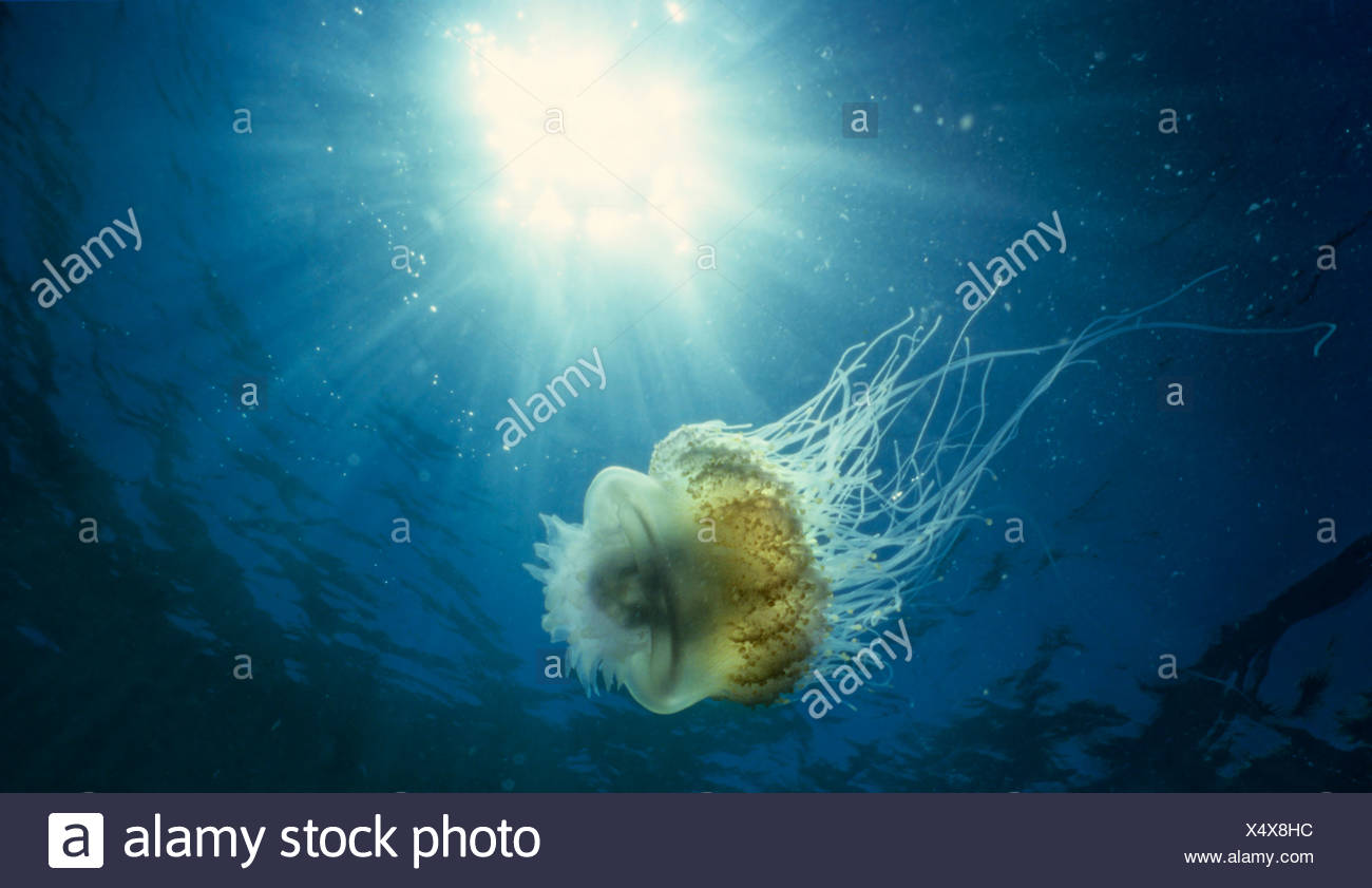 Cotylorhiza Tuberculata Spiegelei Quallen Stockfotos und -bilder Kaufen ...