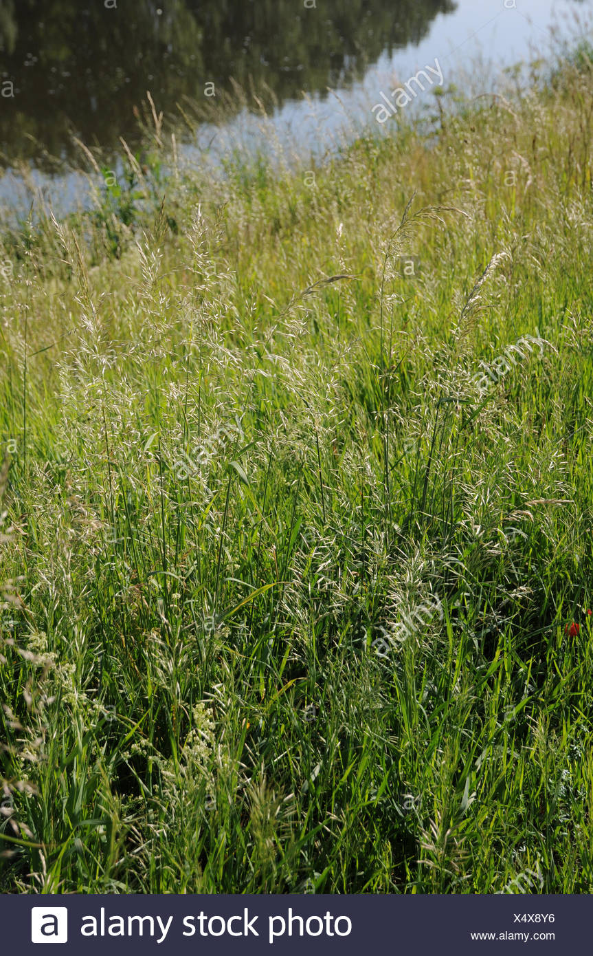 Wiesen Rispengras Stockfotos und -bilder Kaufen - Alamy