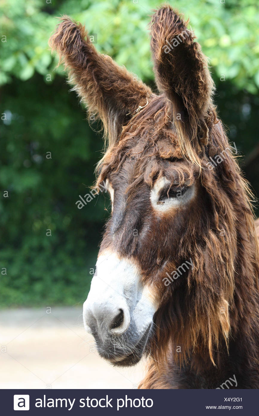 Esel Kopf Stockfotos & Esel Kopf Bilder - Alamy