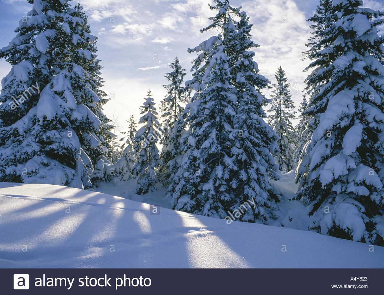 Verschneite Tannen Winter Stockfotos & Verschneite Tannen Winter Bilder ...