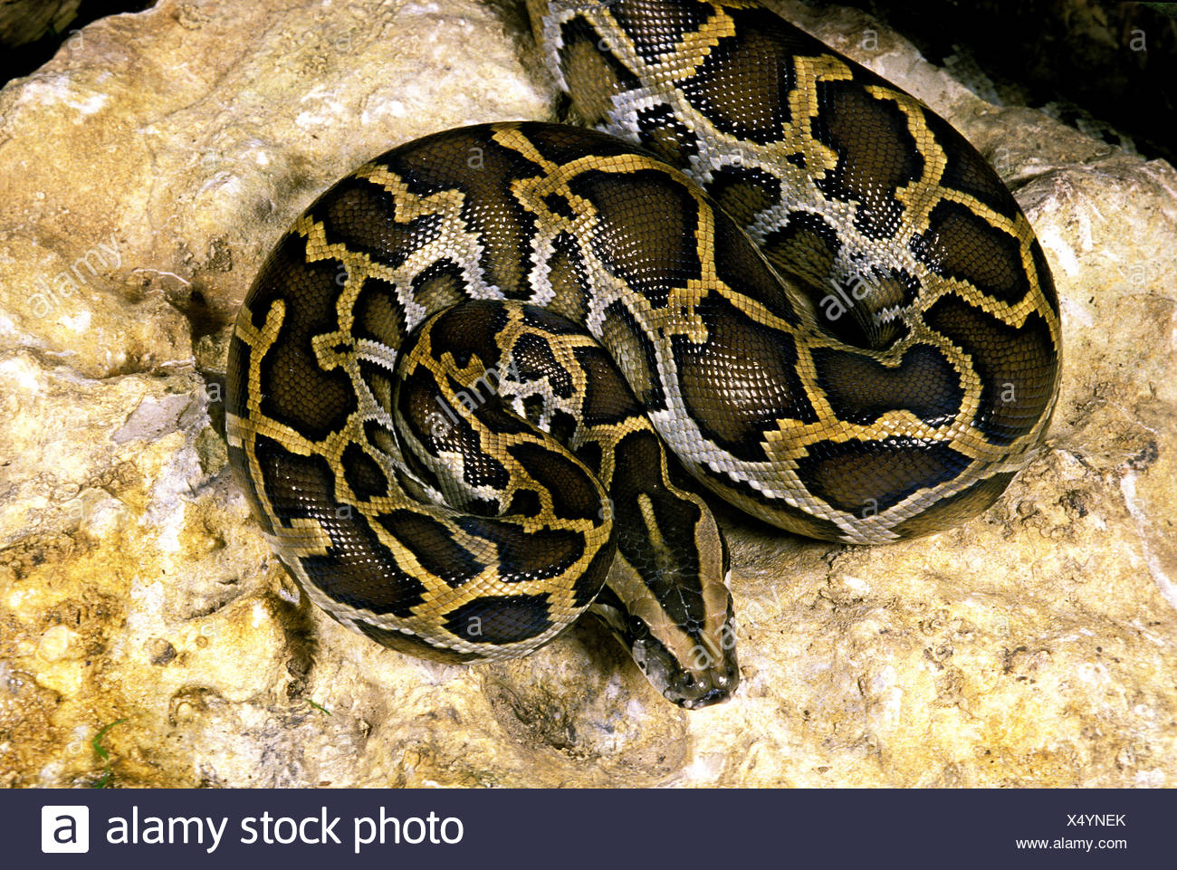 Indische Pythons Python Molurus Stockfotos und -bilder Kaufen - Alamy