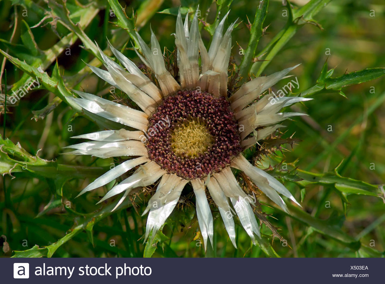 Silberdistel Alpen Stockfotos und -bilder Kaufen - Alamy