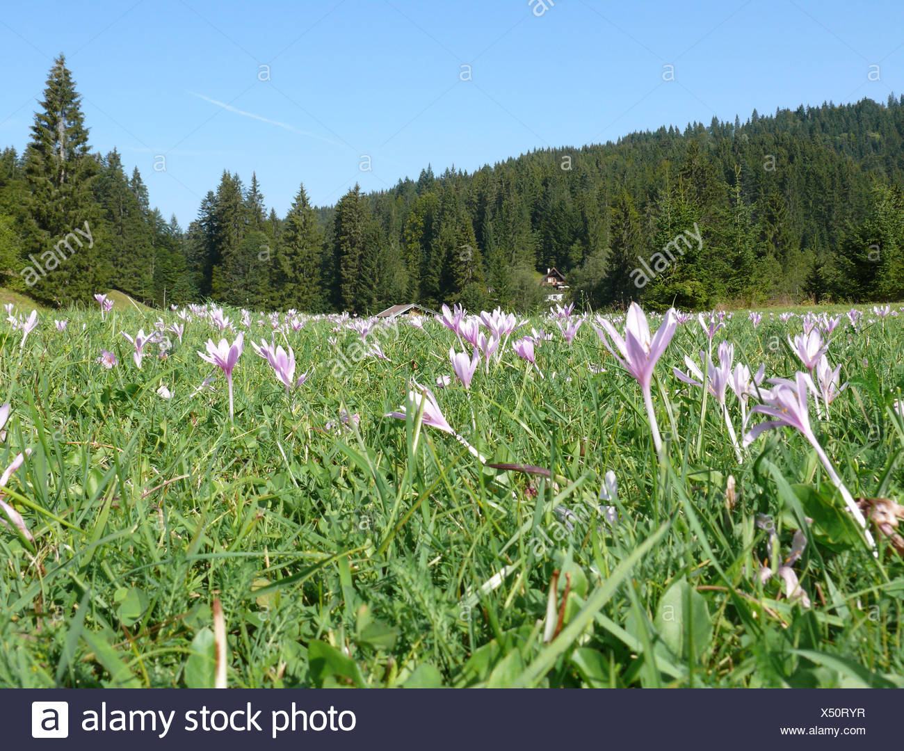 Liliaceae Colchicum Autumnale Stockfotos & Liliaceae Colchicum ...