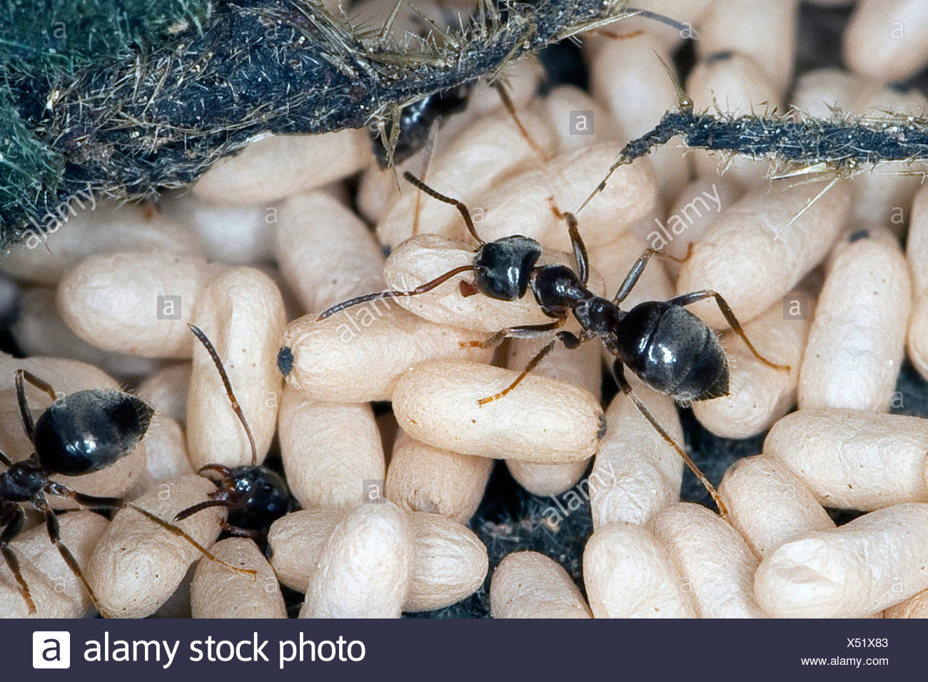 Lasius Niger Nest Stockfotos und -bilder Kaufen - Alamy