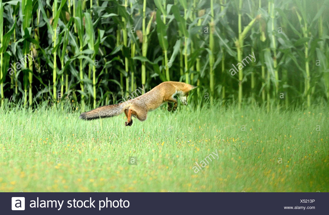 Young Red Fox Germany Stockfotos und -bilder Kaufen - Alamy