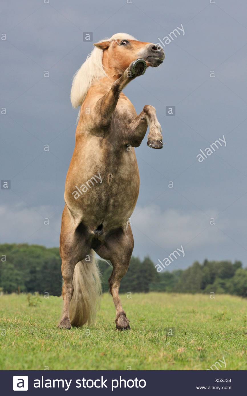 Haflinger Horse Rearing Stockfotos und -bilder Kaufen - Alamy