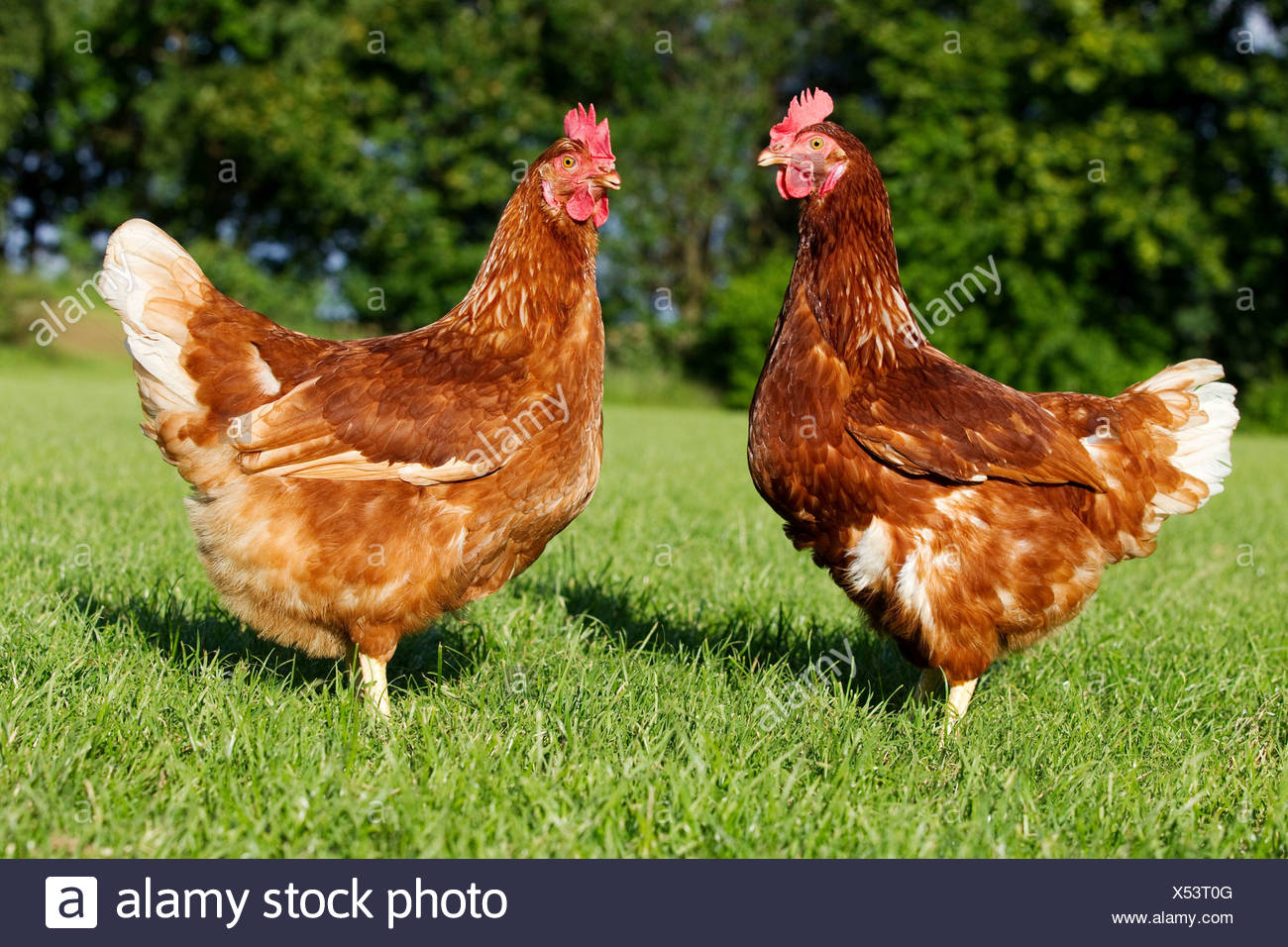 Huhn Auf Gras Stockfotos Und Bilder Kaufen Alamy