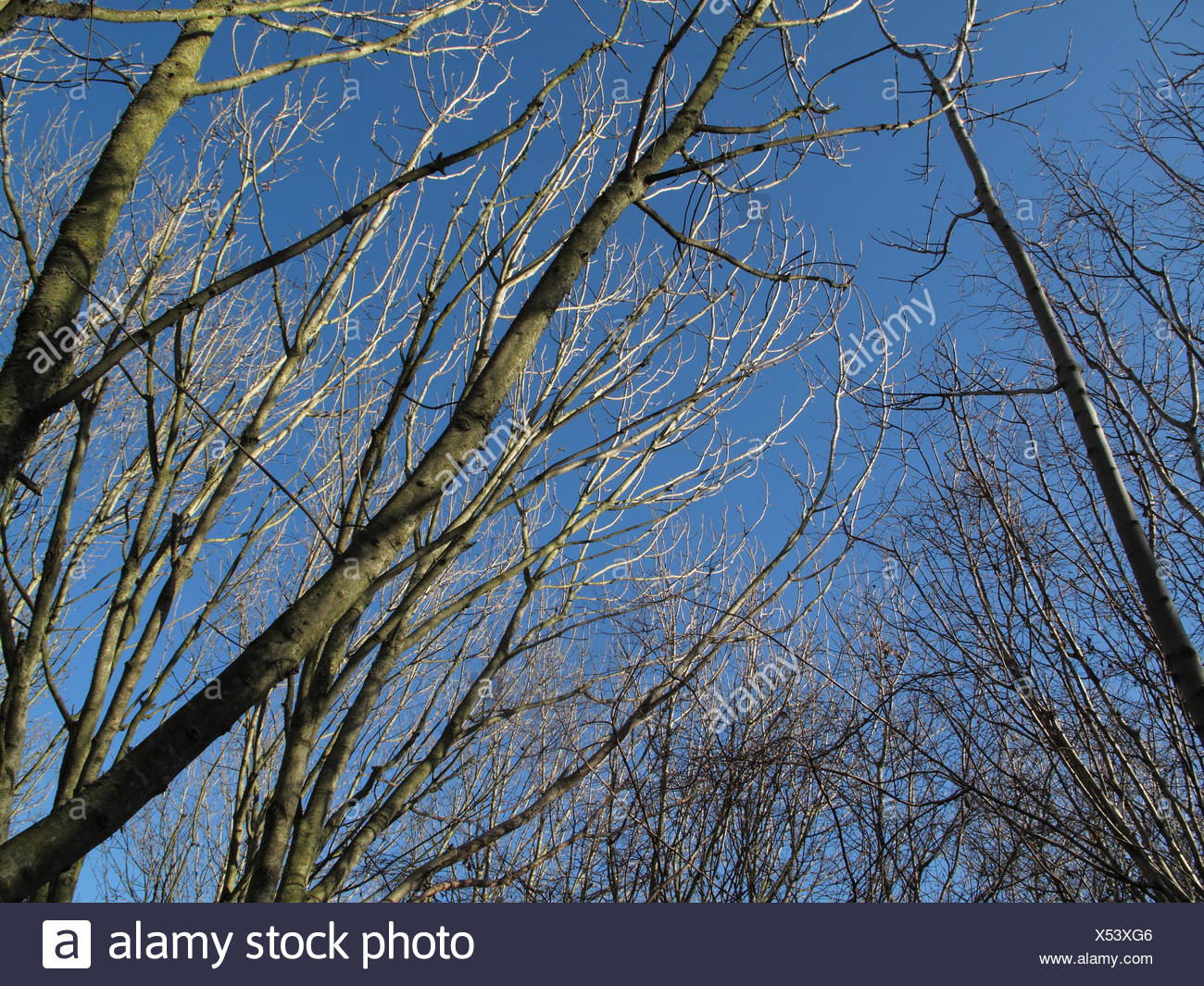 Blaue Asche Stockfotos und -bilder Kaufen - Alamy