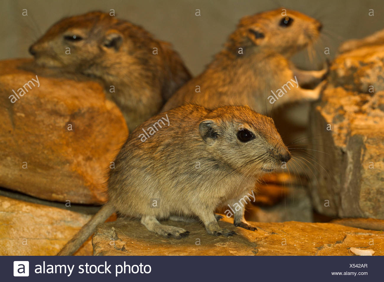 Fette Sandratte Stockfotos und -bilder Kaufen - Alamy