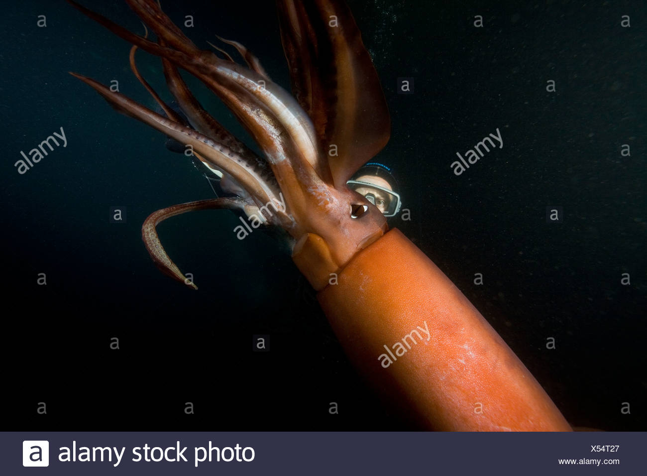 Humboldt Squid Dosidicus Gigas Sea Stockfotos und -bilder Kaufen - Alamy
