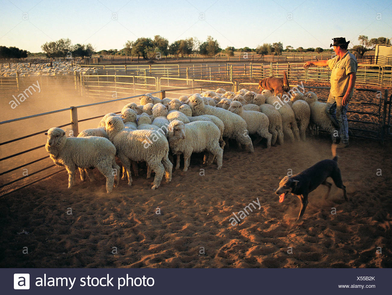 Australia Sheep Farmer Stockfotos und -bilder Kaufen - Alamy