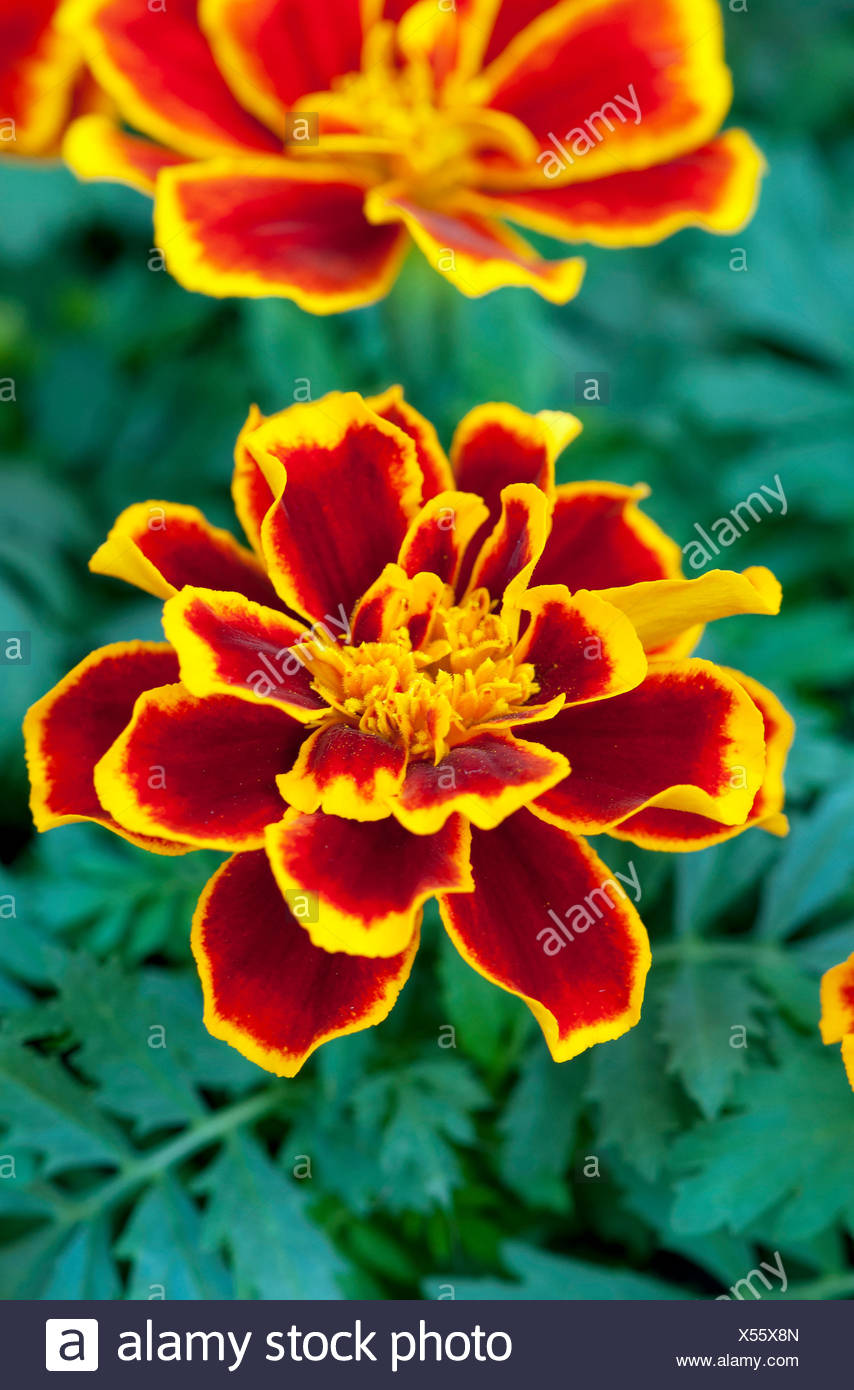 Tagetes Durango Flame Stockfotos & Tagetes Durango Flame Bilder - Alamy