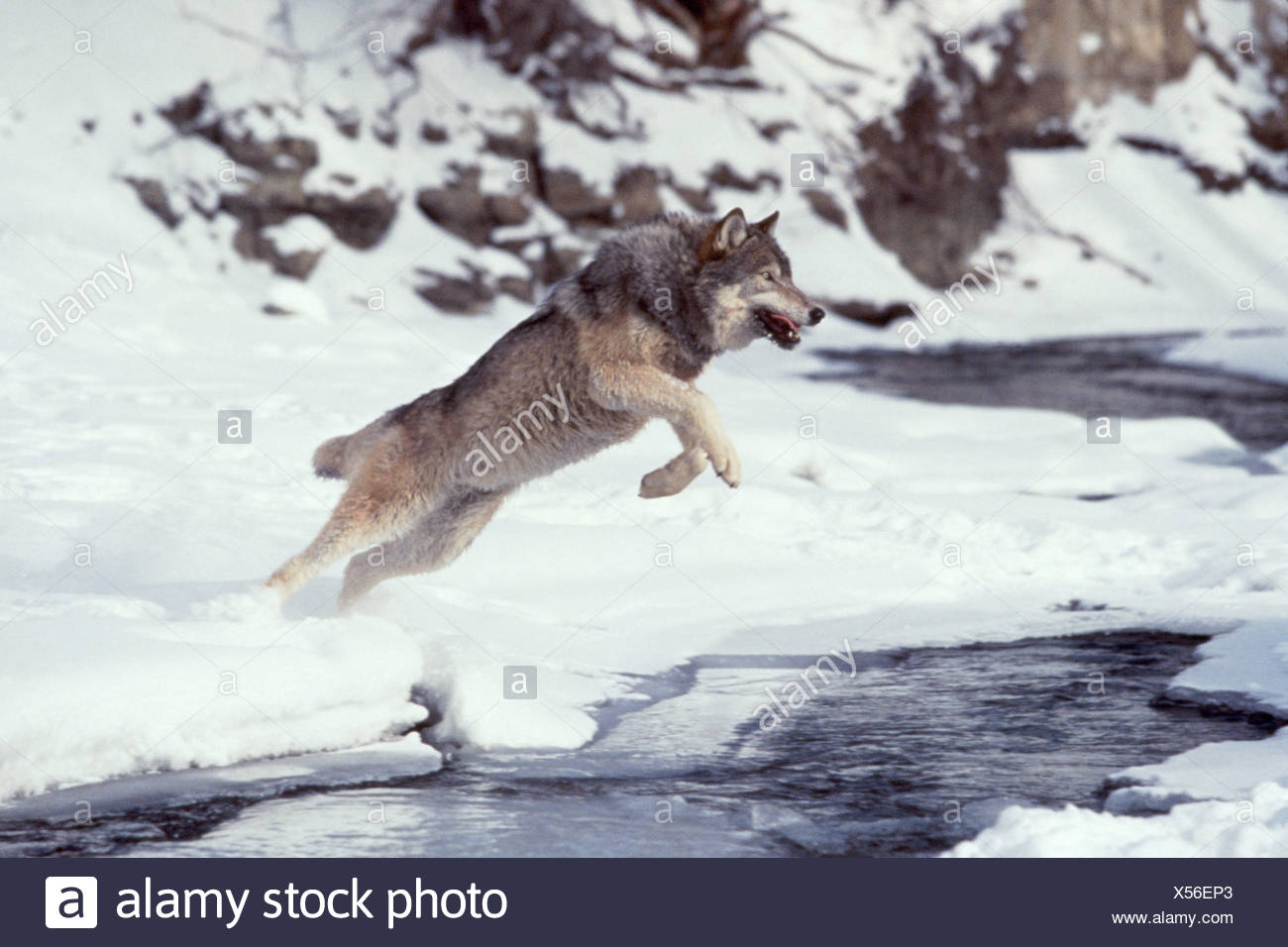 Wolf In Snow Jumping Stockfotos und -bilder Kaufen - Alamy
