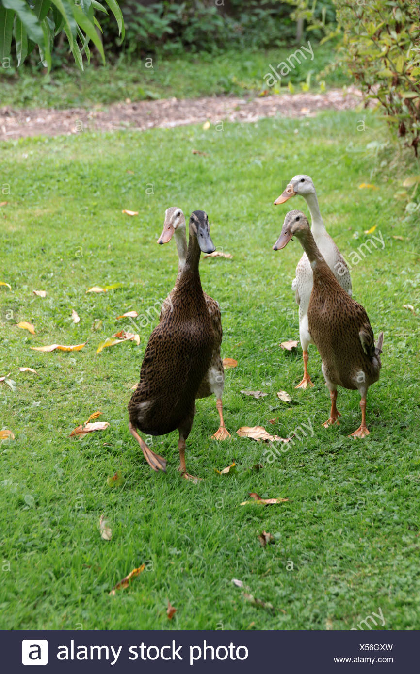 Indische Laufente Stockfotos und -bilder Kaufen - Alamy