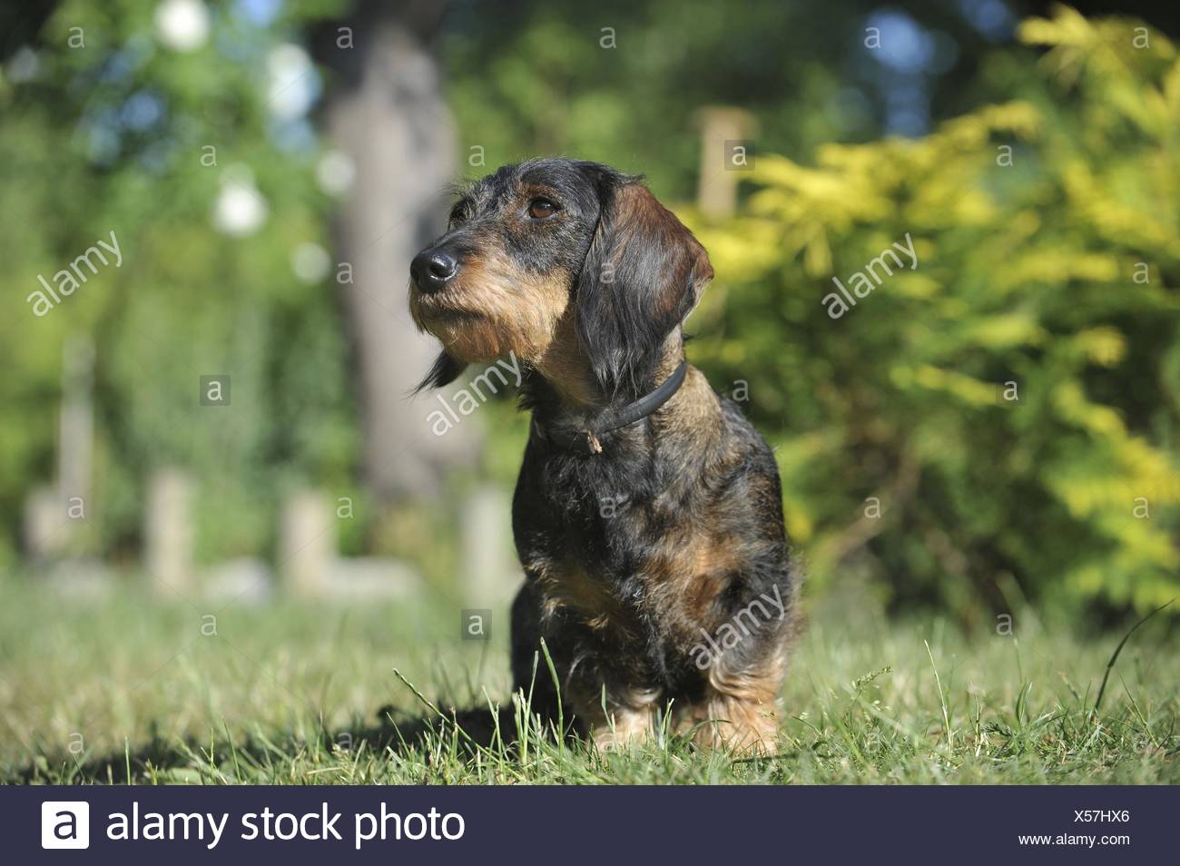 Drahthaar Dackel Stockfotos und -bilder Kaufen - Alamy