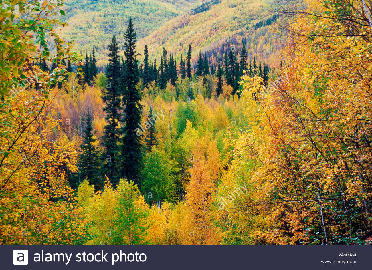 Mischwald Im Mixed Forest In Stockfotos & Mischwald Im Mixed Forest In ...