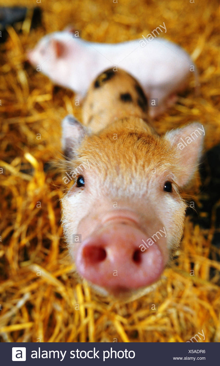 Mini Pig Sus Scrofa F Domestica Stockfotos und -bilder Kaufen - Alamy