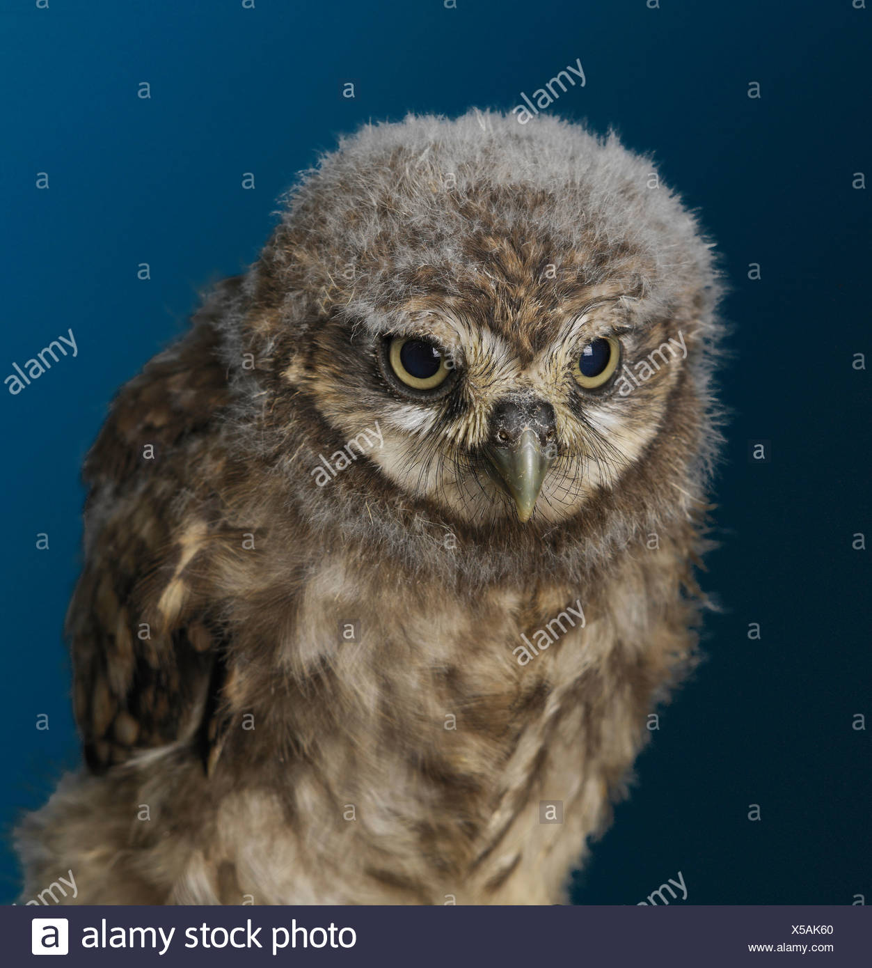 Junge Eule Stockfotos und -bilder Kaufen - Alamy
