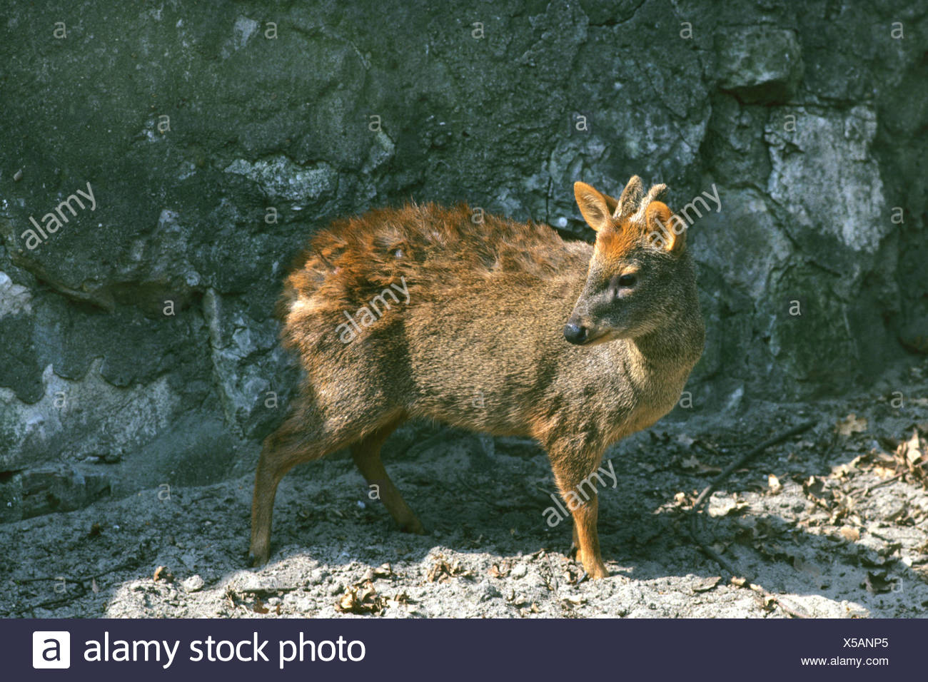 Southern Pudú Deer Pudu Puda Stockfotos und -bilder Kaufen - Alamy