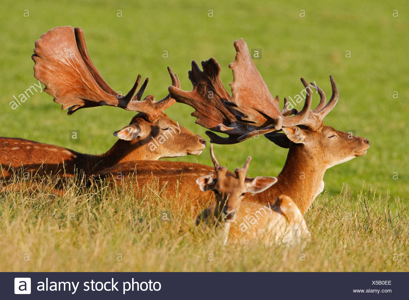 Damwild Herde Stockfotos und -bilder Kaufen - Alamy
