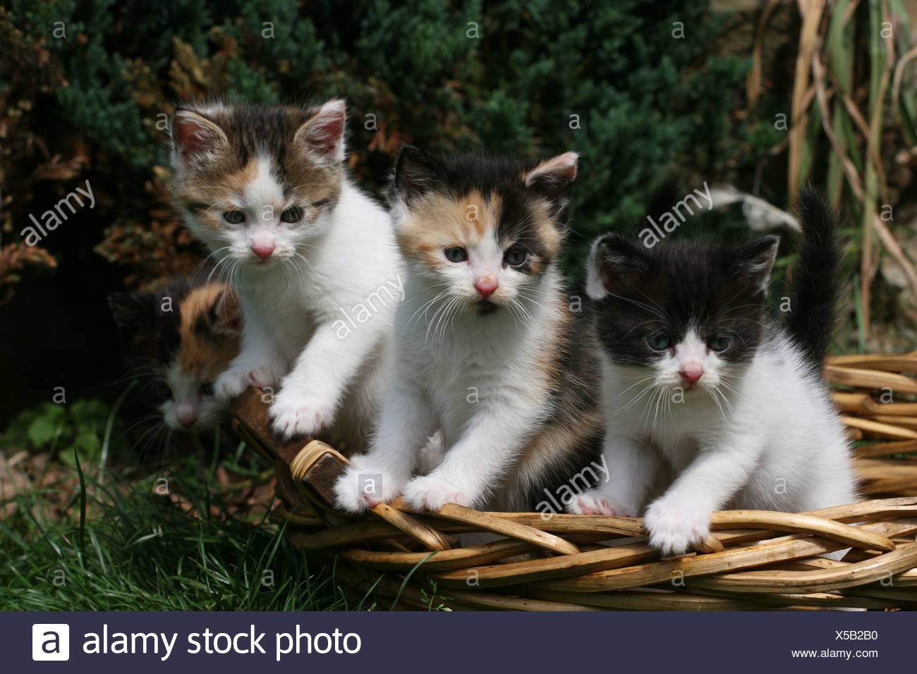 s-e-katzen-stockfotos-und-bilder-kaufen-alamy