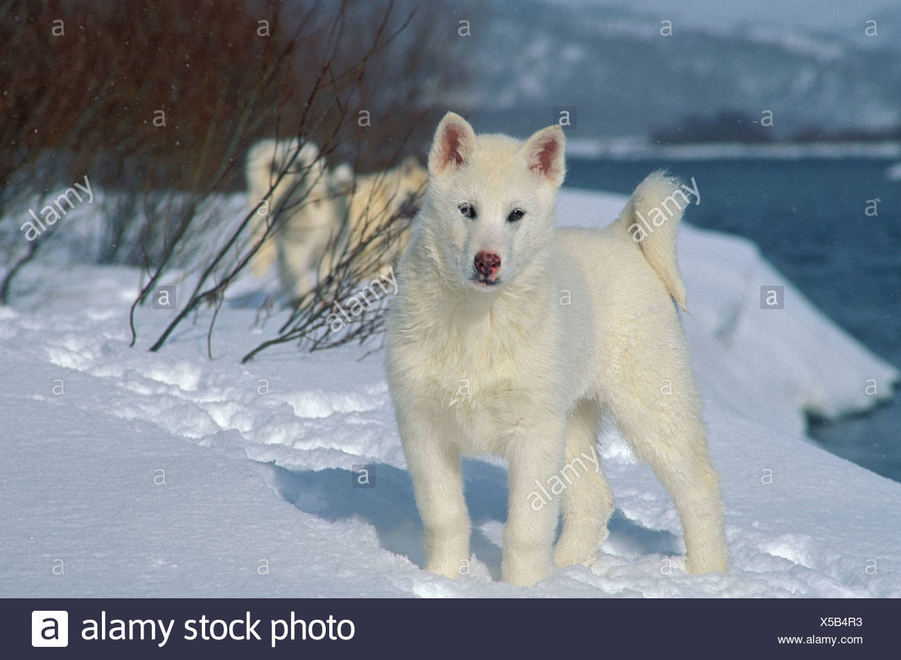 Greenland Husky Puppy Dog Stockfotos und -bilder Kaufen - Alamy
