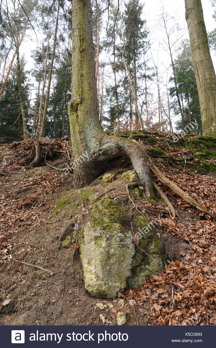 Fichten Wurzel Stockfotos und -bilder Kaufen - Alamy