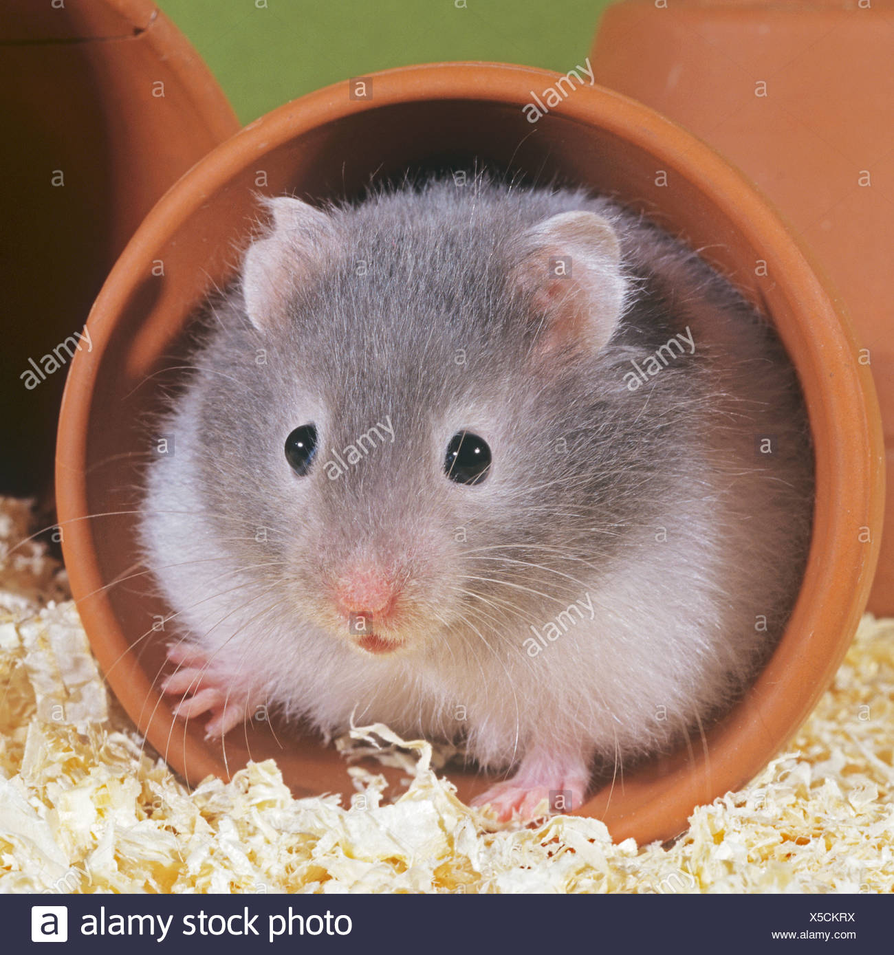 Teddy Hamster Stockfotos & Teddy Hamster Bilder - Seite 3 - Alamy