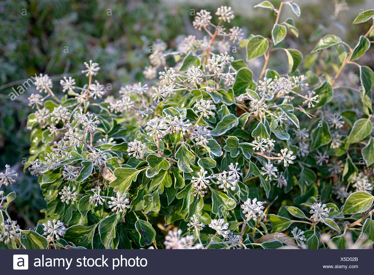 Arborescens Sorten Stockfotos und -bilder Kaufen - Alamy
