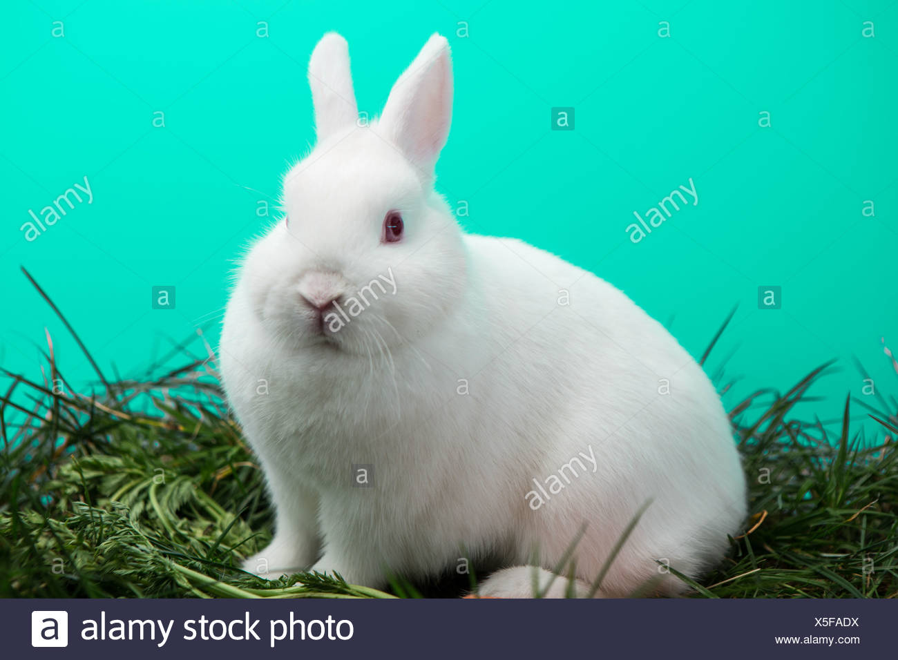 Weißer Hase Stockfotos & Weißer Hase Bilder - Alamy