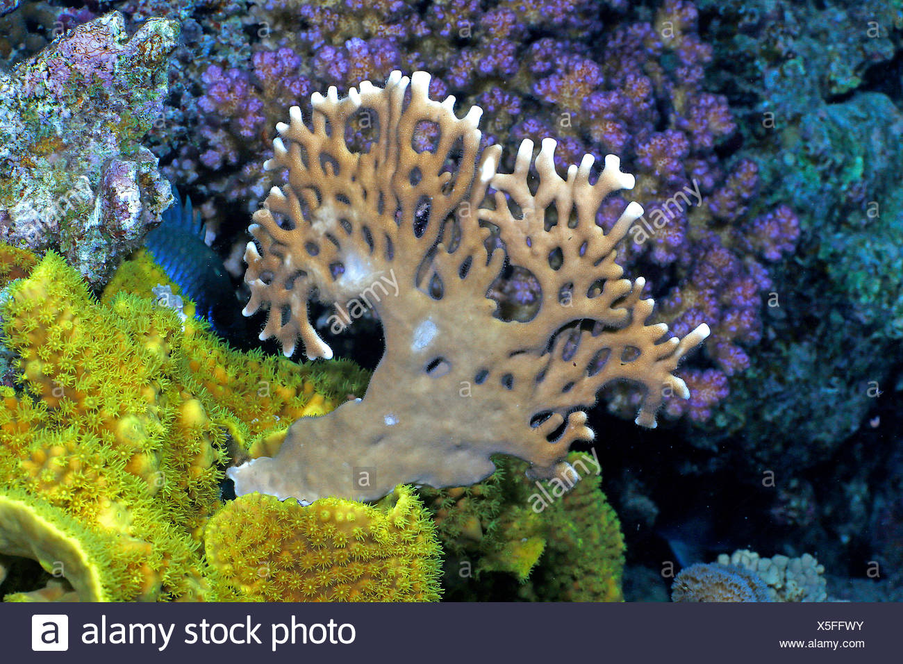 Feuer Koralle Stockfotos & Feuer Koralle Bilder - Alamy