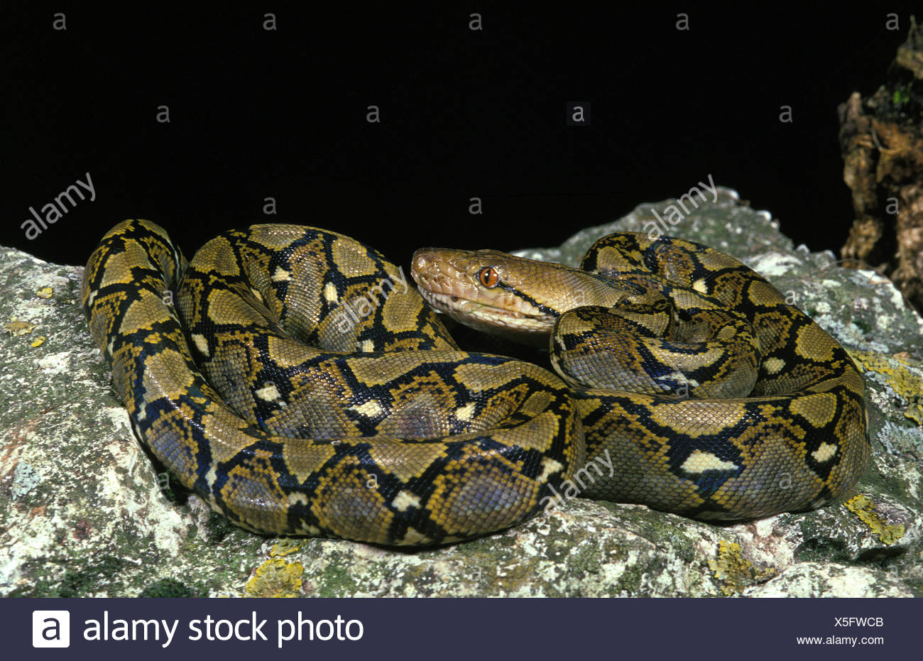 Retikulierte Python Python Reticulatus Stockfotos und -bilder Kaufen ...