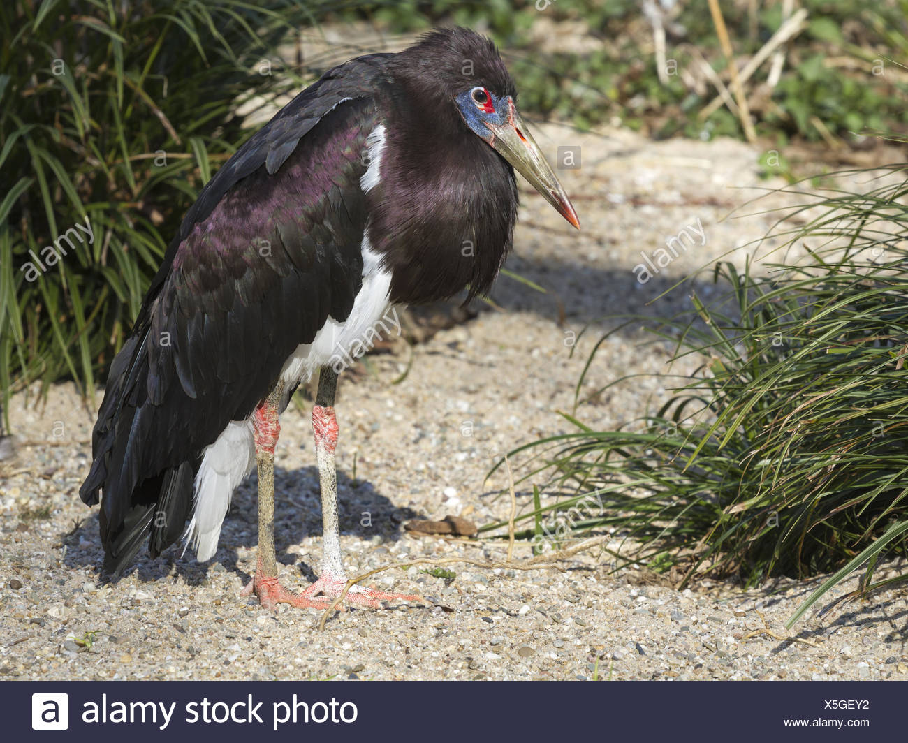 Abdims Stork Stockfotos & Abdims Stork Bilder - Alamy