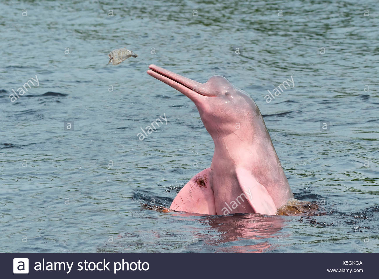 Rosa Delfine Amazonas